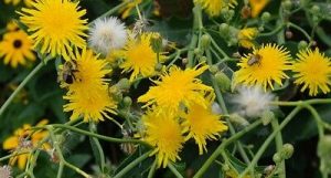 Wilder Lattich (Lactuca virosa) – psychonaut.eu