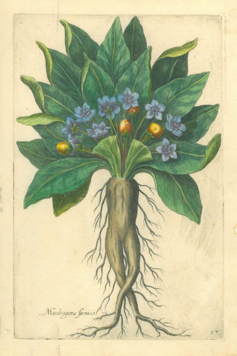 Alraune (Mandragora officinarum) – psychonaut.eu