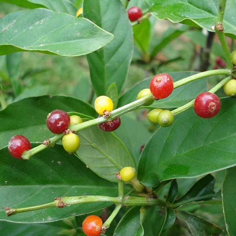 Chacruna (Psychotria viridis) – psychonaut.eu