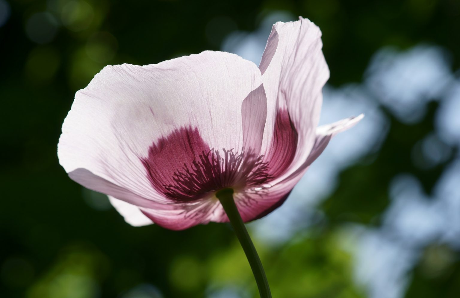 Schlafmohn (Papaver somniferum) – psychonaut.eu