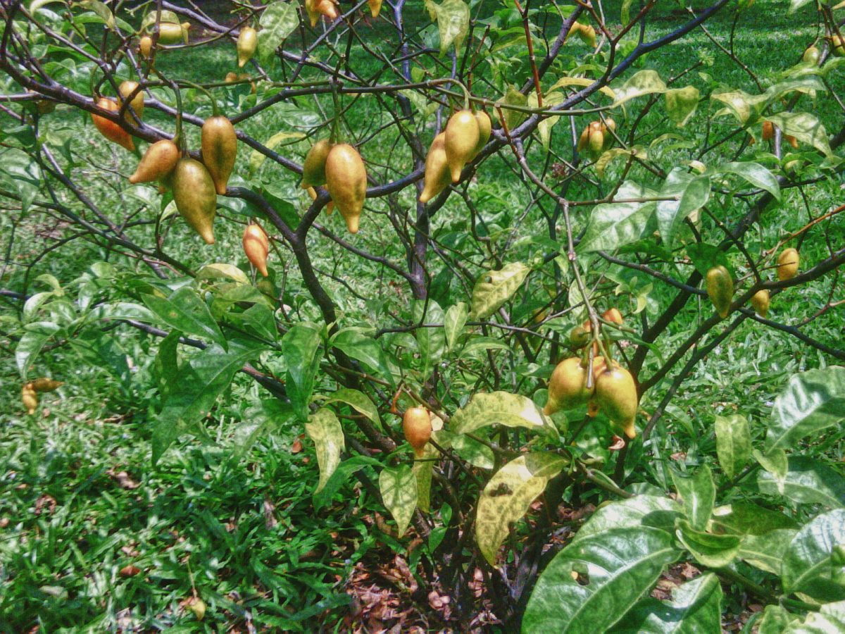 Iboga Wurzelrinde (Tabernanthe iboga) – psychonaut.eu
